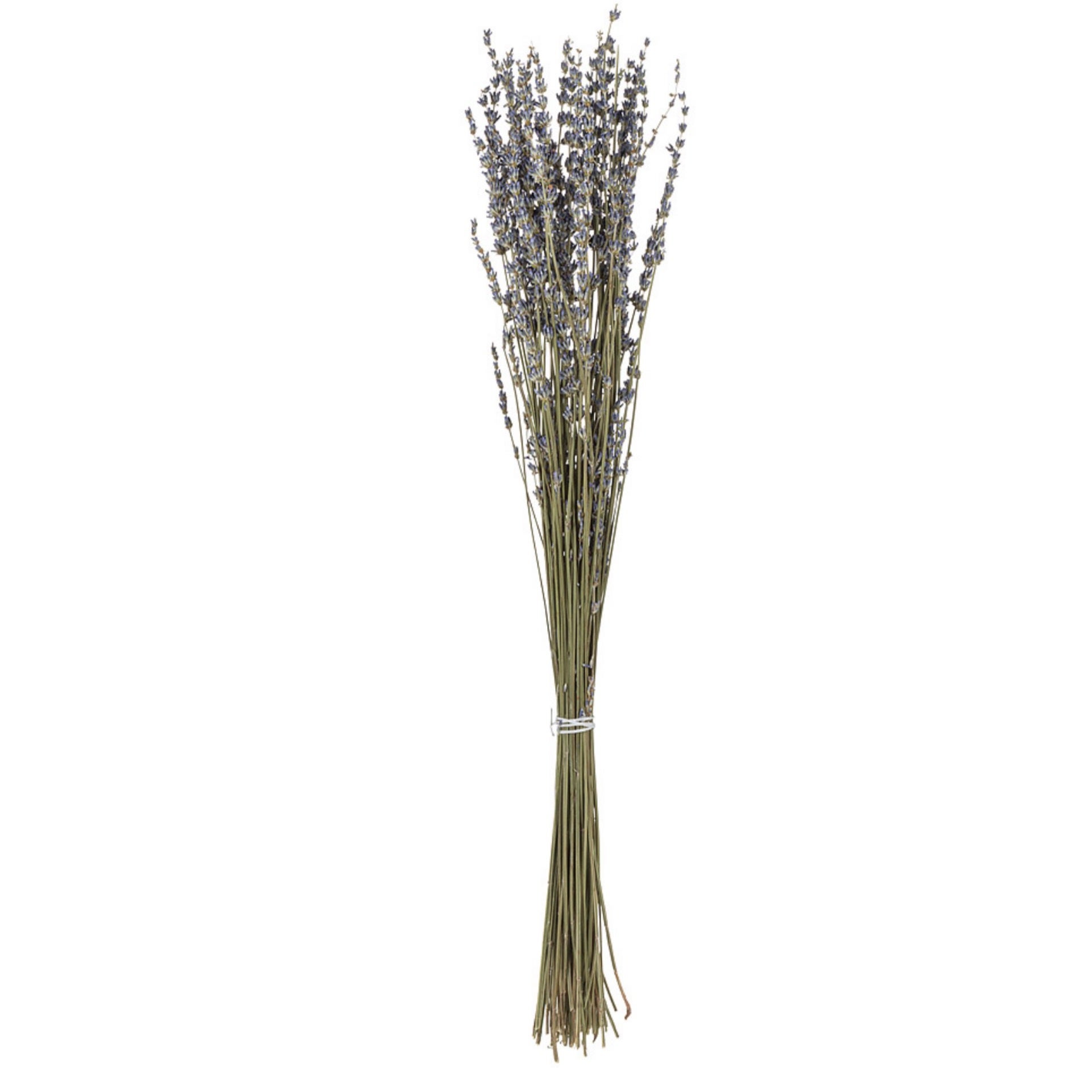 Lavender - Stem Bunch - 22” tall - 27-LAVENDULA | Barn & Bunkie